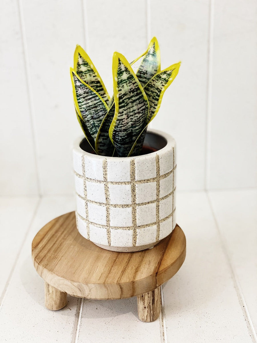 Sansevieria in Terracotta Pot – GADGET FREAK